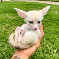 Fennec Fox Babies Kits for Sale