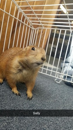 Prairie Dogs for Sale
