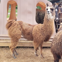 Miniature Llamas for Sale