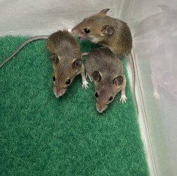 African Pygmy Mice for Sale