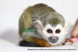 BABY SQUIRREL MONKEYS AVAILABLE!! FINANCING AVAILABLE NOW, DELIVERY ...