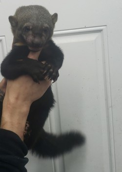 Tayra for Sale