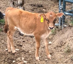 A2/A2 mini jersey bull calf for Sale