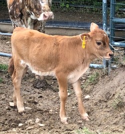 A2/A2 mini jersey bull calf for Sale