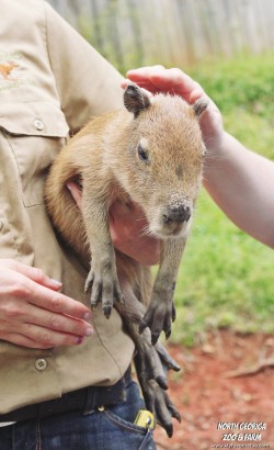 Male Capybara for Sale