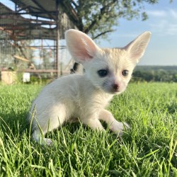 Fennec Fox Babies Kits for Sale