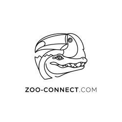 Bear Cuscus (Ailuropus ursinus) for Sale