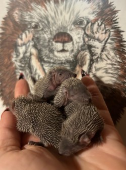 Tenrecs- Lesser Hedgehog Tenrecs for Sale