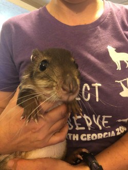 Lowland Paca for Sale