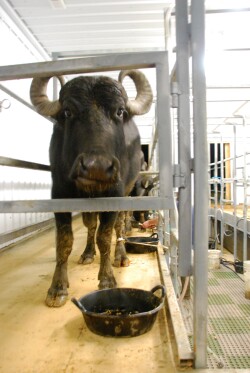 Water Buffalo for Sale