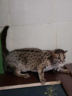 Palawan Leopard cat for Sale