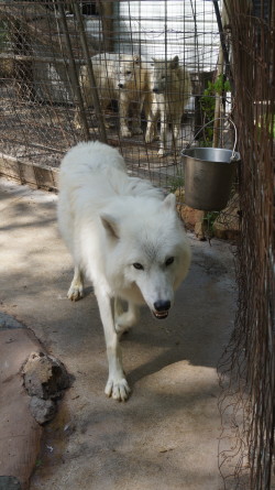 Rare White Arctic Wolf Dog Pups for Sale