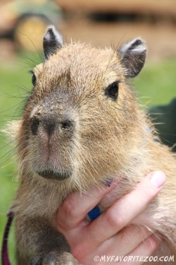 Male Capybara for Sale