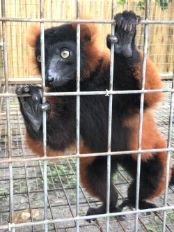 red/black ruffed lemur for Sale