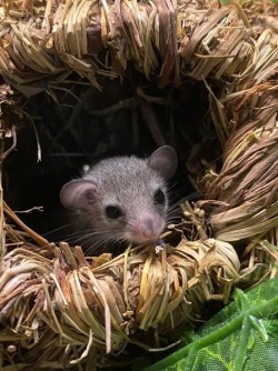 Micro Squirrels for Sale