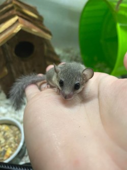 Micro Squirrels for Sale