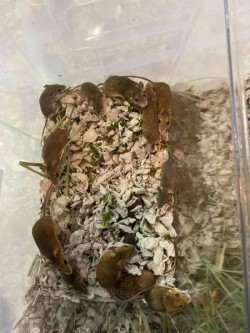 African Pygmy Mice for Sale