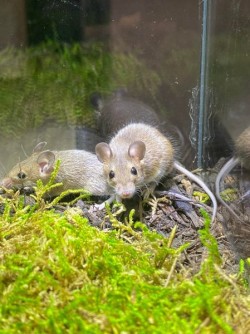 African Pygmy Mice for Sale