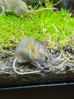 African Pygmy Mice for Sale