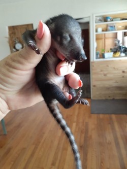 Coatimundi Babies for Sale