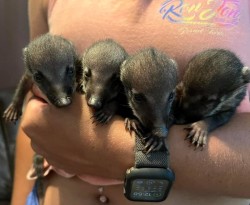 Coatimundi Female Bottle Baby for Sale