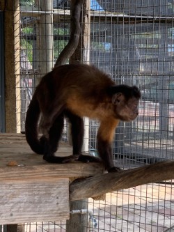 Female Tuf Capuchin for Sale
