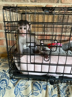Java Macaque for Sale