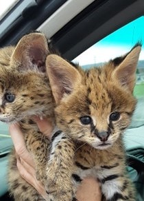 Serval babies for Sale