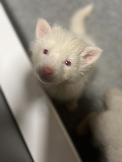 RARE PINK CHAMPAGNE FOX KITS for Sale