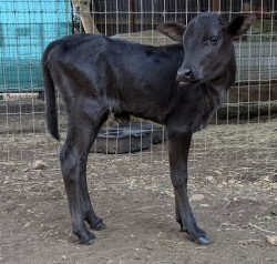 Baby Mini Zebu Female - For Sale for Sale