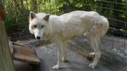 Rare White Arctic Wolf Dog Pups for Sale